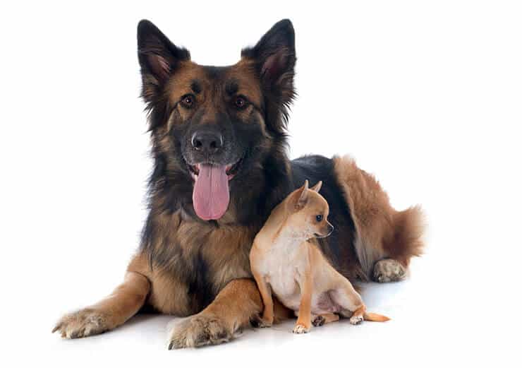 German Shepherd Chihuahua Mix - What You Need To Know