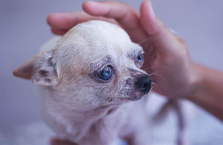 Caring For Your Senior Chihuahua - Here's What To Know